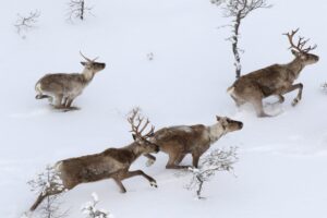 Reindeer Migration Patterns Explained - Cold Animals