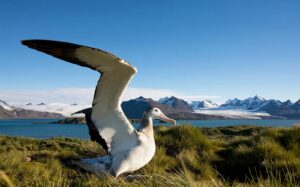 Wandering Albatross Facts: The Bird with the Largest Wingspan - Cold ...