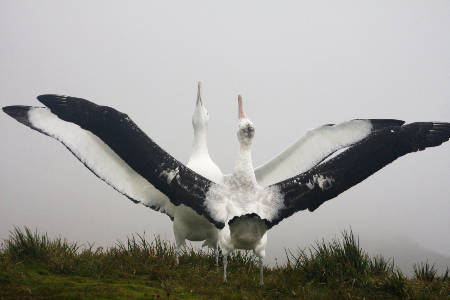 Wandering Albatross Facts: The Bird with the Largest Wingspan - Cold ...