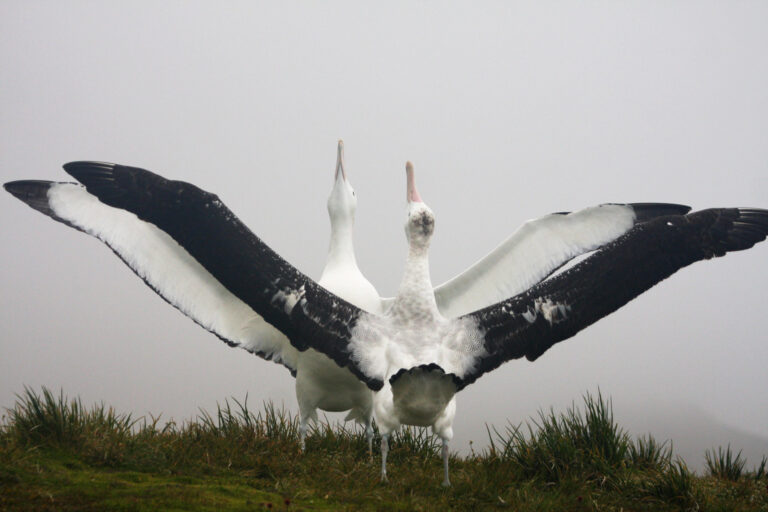 Wandering Albatross Facts: The Bird with the Largest Wingspan - Cold ...